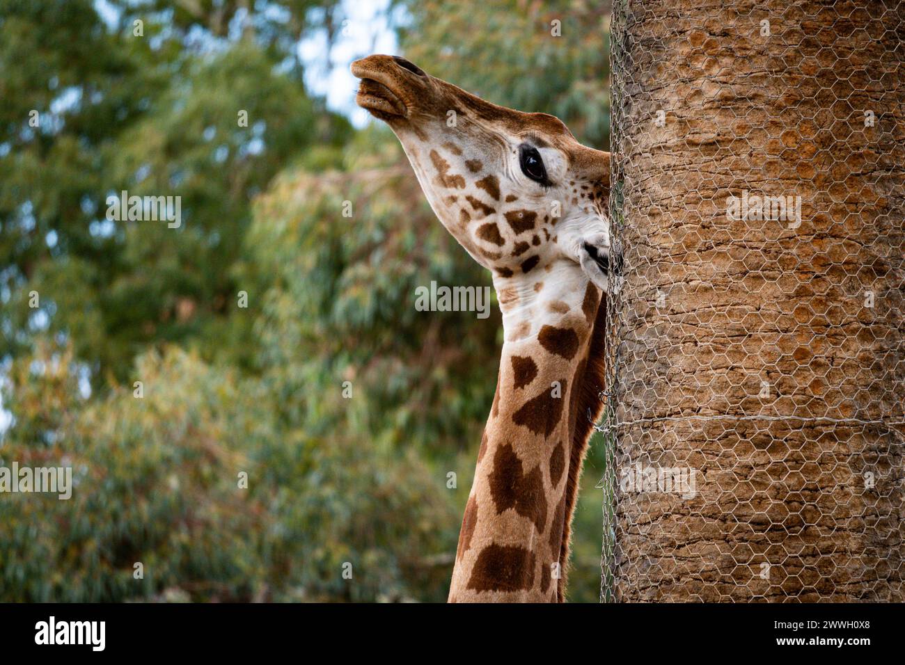A giraffe lovingly wraps its neck around a tree, reaching for leaves ...