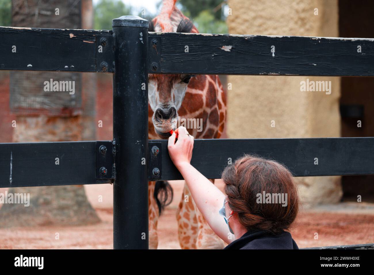 A person feeds a giraffe, showcasing a close and friendly interaction ...