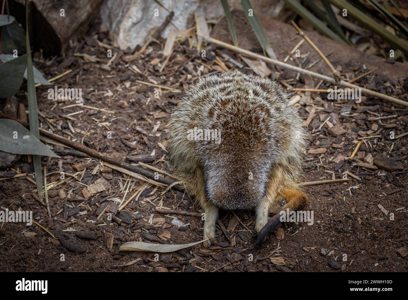 A solitary meerkat sits on the ground, appearing to be lost in thought ...