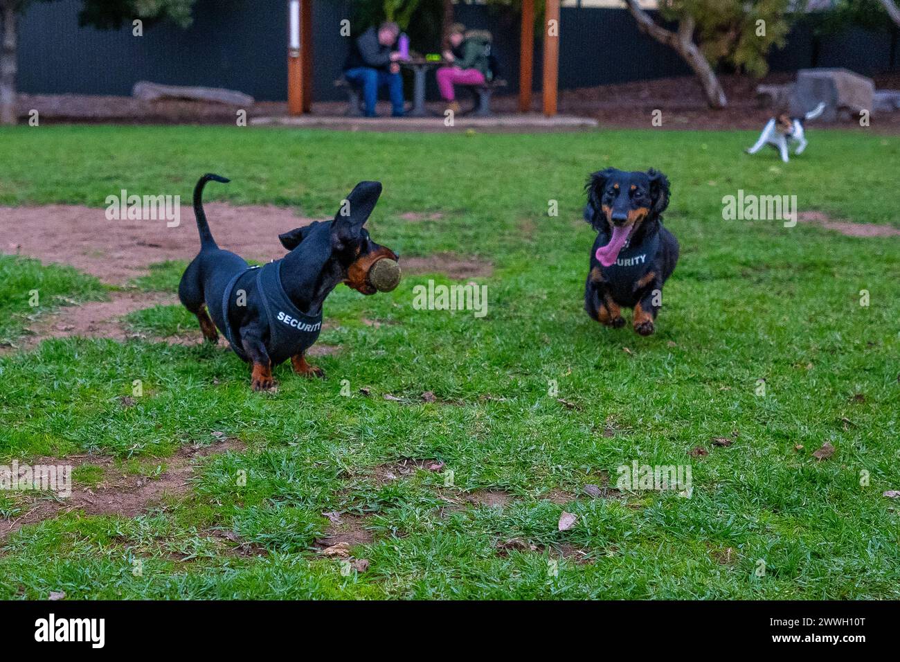 Two dogs running playfully hi-res stock photography and images - Alamy