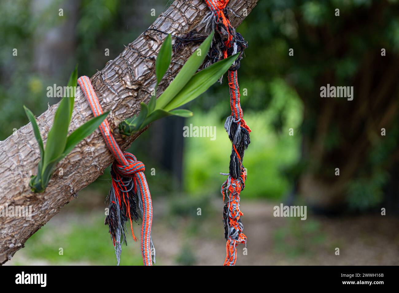 Frayed ropes tied around a tree trunk, a sign of connection and ...