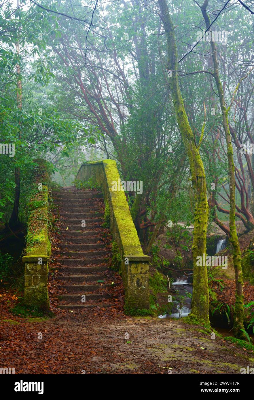 Moss on steps hi-res stock photography and images - Alamy
