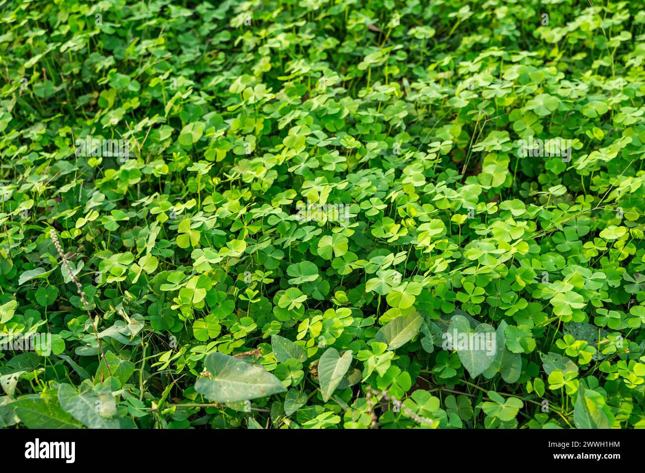 Green four leaf clover plants growing in farm Stock Photo - Alamy