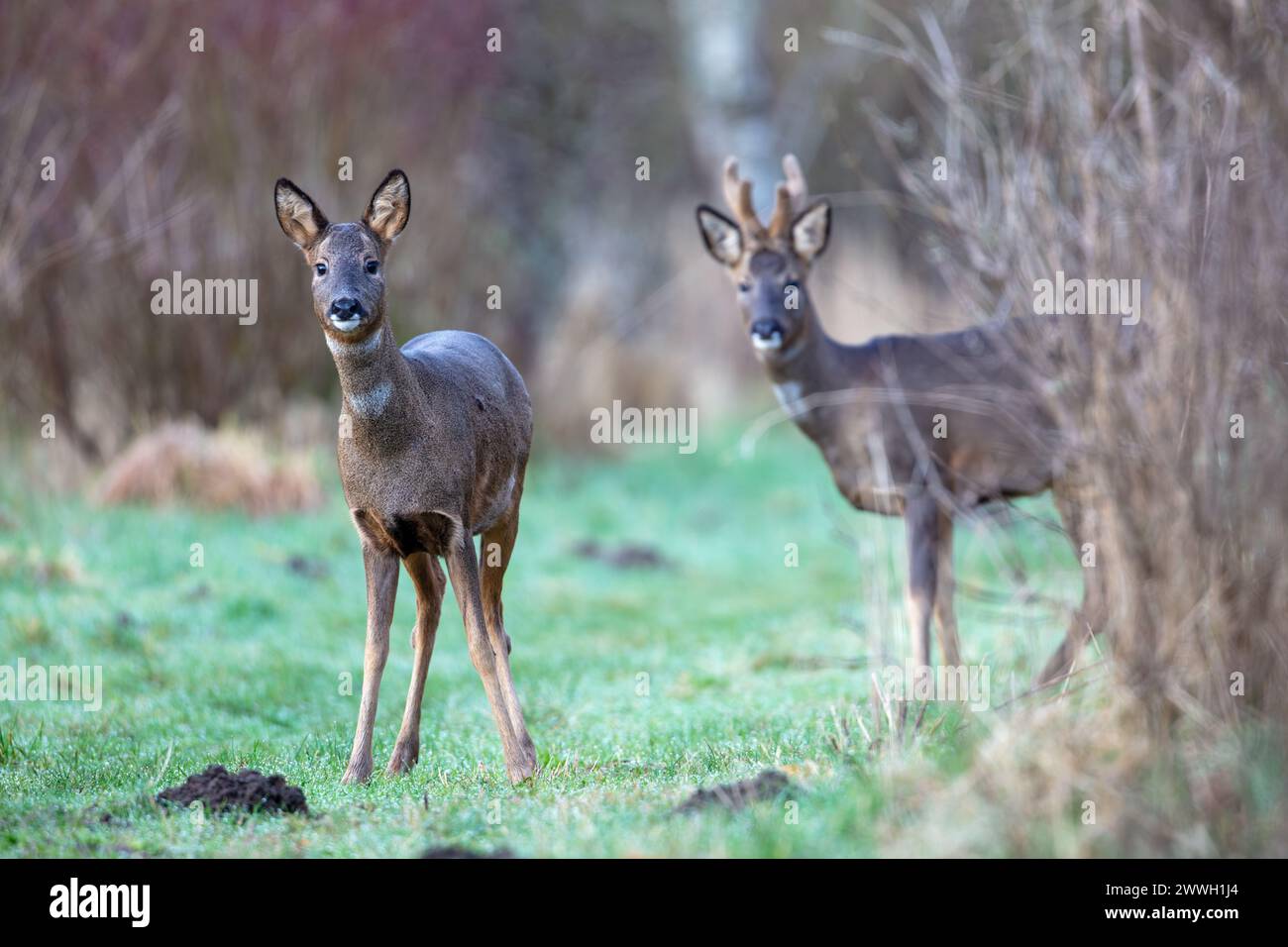Male and Female Roe Deer in a field near woodland in County Durham ...