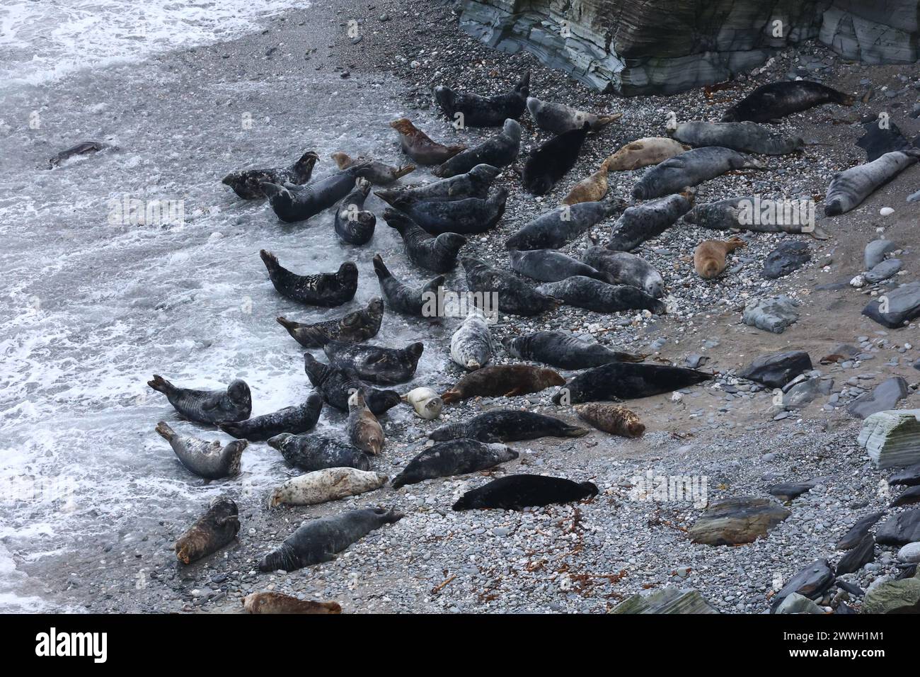 Fur seals at Mutton Cove, Godrevy, Cornwall, UK Stock Photo - Alamy