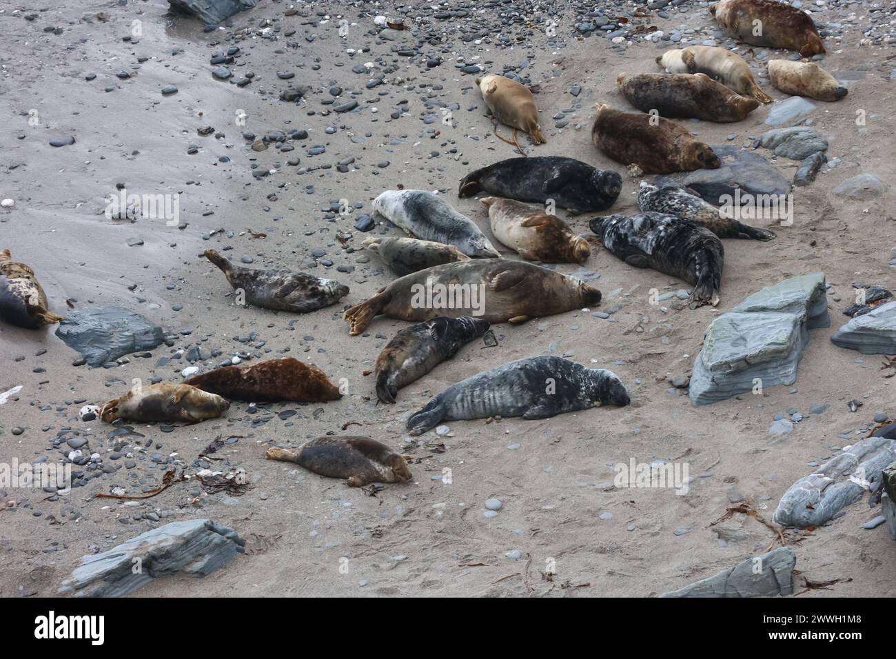 Fur seals at Mutton Cove, Godrevy, Cornwall, UK Stock Photo - Alamy