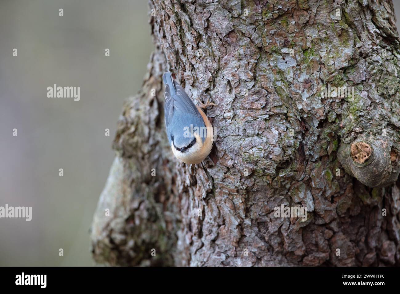 A Common Nuthatch climbing a tree trunk. County Durham, England, UK ...