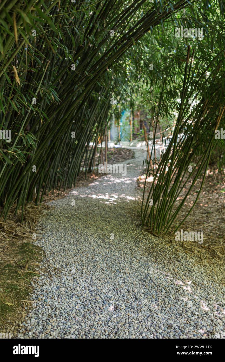 Bamboo forest path hi-res stock photography and images - Alamy