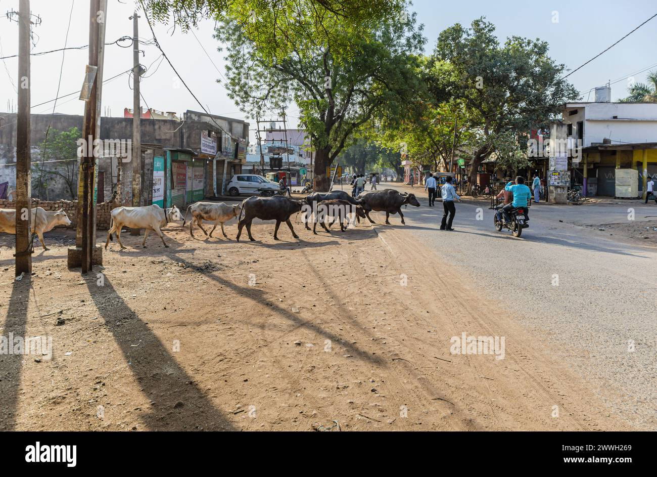Typical street scene: cows walking across a dusty road in a town near ...