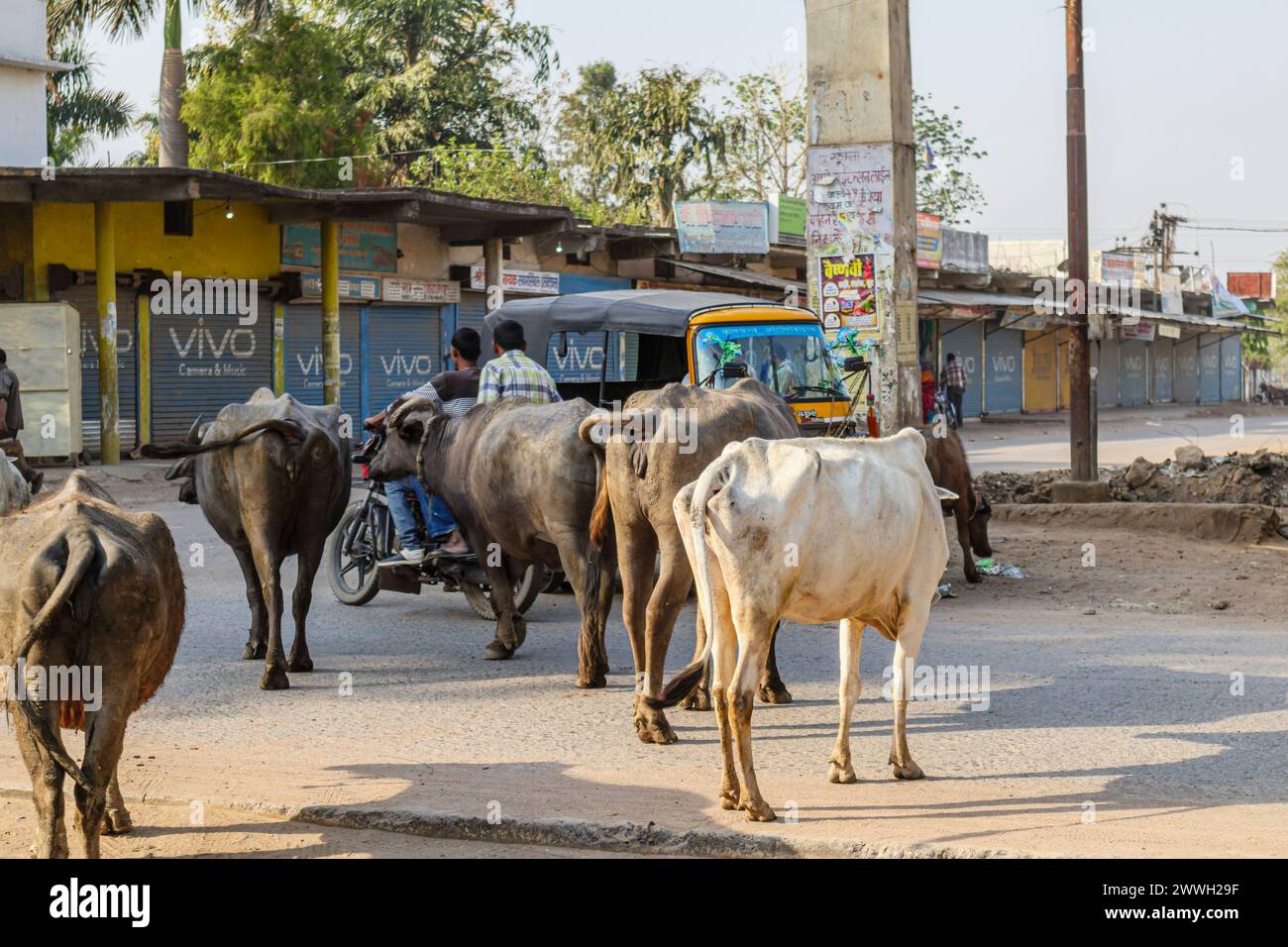 Typical street scene: cows walking in a dusty road in local traffic in ...