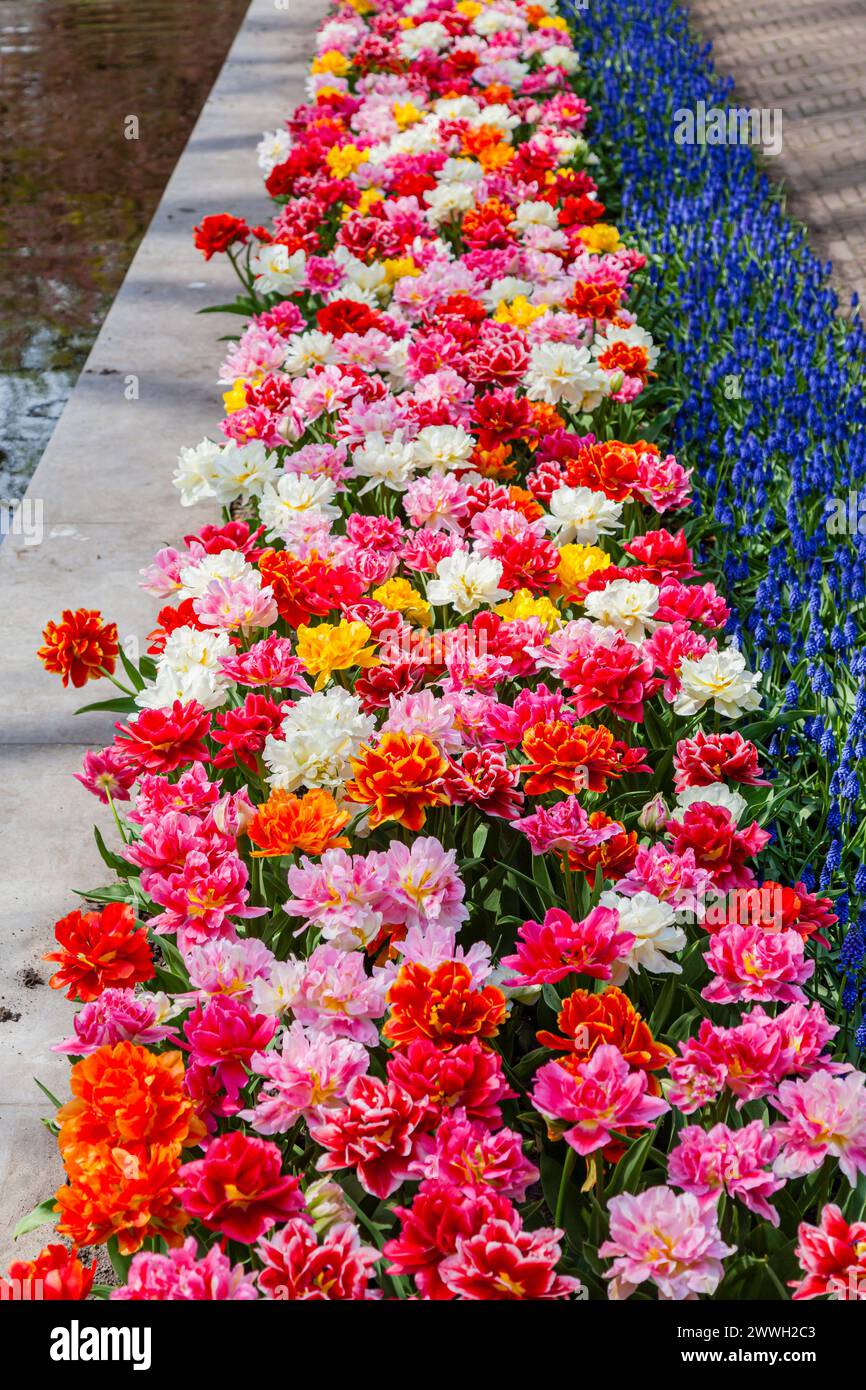 A row of colourful double tulips in flower planted out in a straight ...