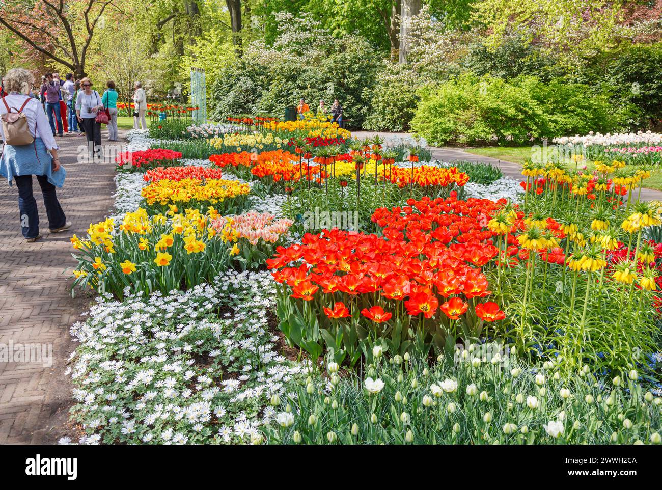 Display of bright, colourful, vibrant flower beds and borders at the Keukenhof Gardens, Lisse ...