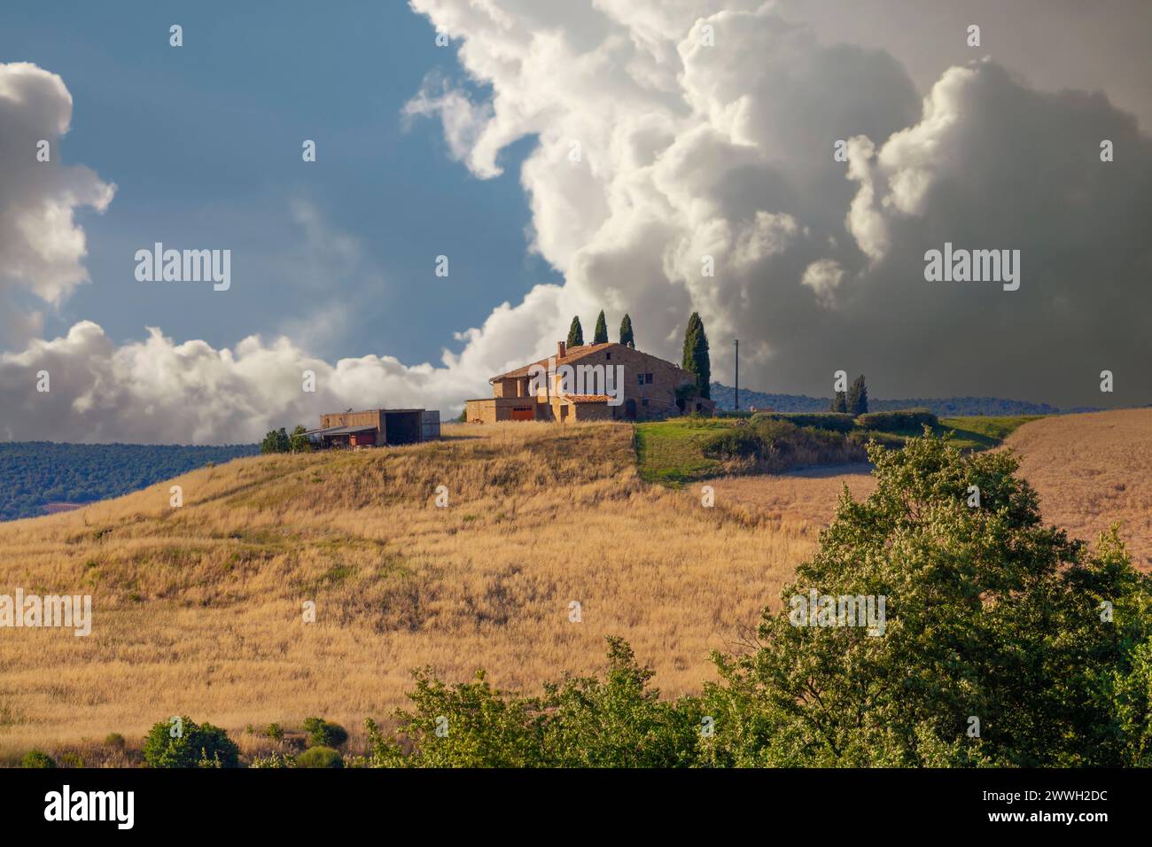 rural architecture in Tuscany featuring a farmhouse, cypress trees, and ...