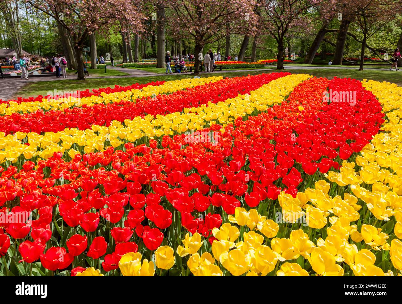 Display of curved lines in a bed of vibrant bright yellow and red ("Parade") tulips at the ...