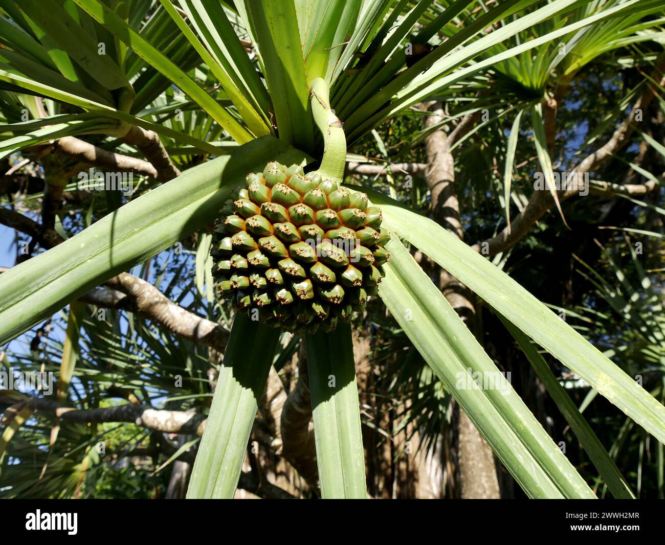 Mascarene islands plants hi-res stock photography and images - Alamy