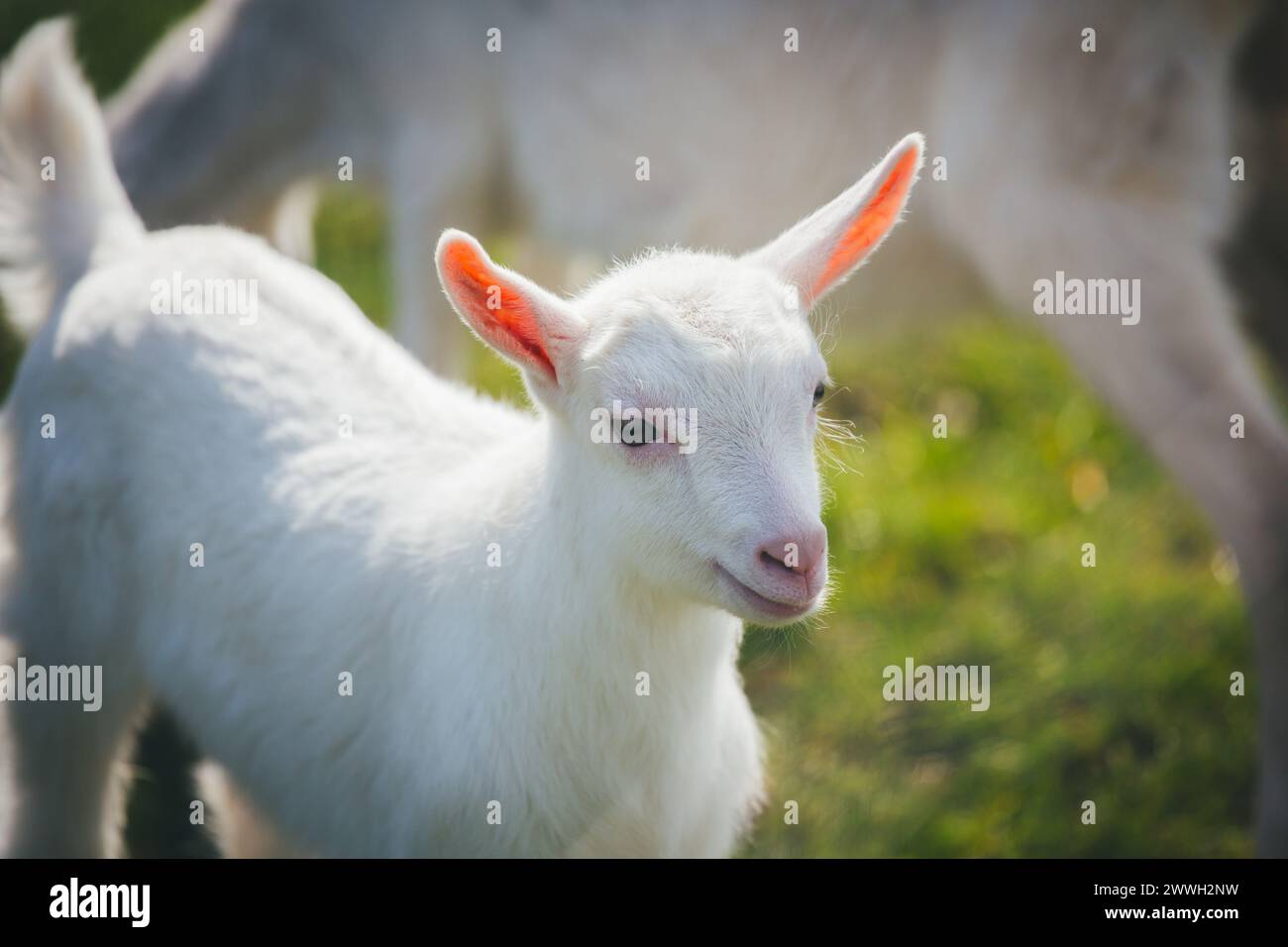 Saanen white kid goat hi-res stock photography and images - Alamy