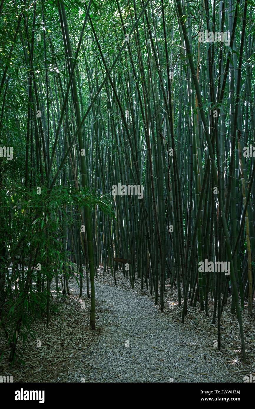 Bamboo forest path hi-res stock photography and images - Alamy