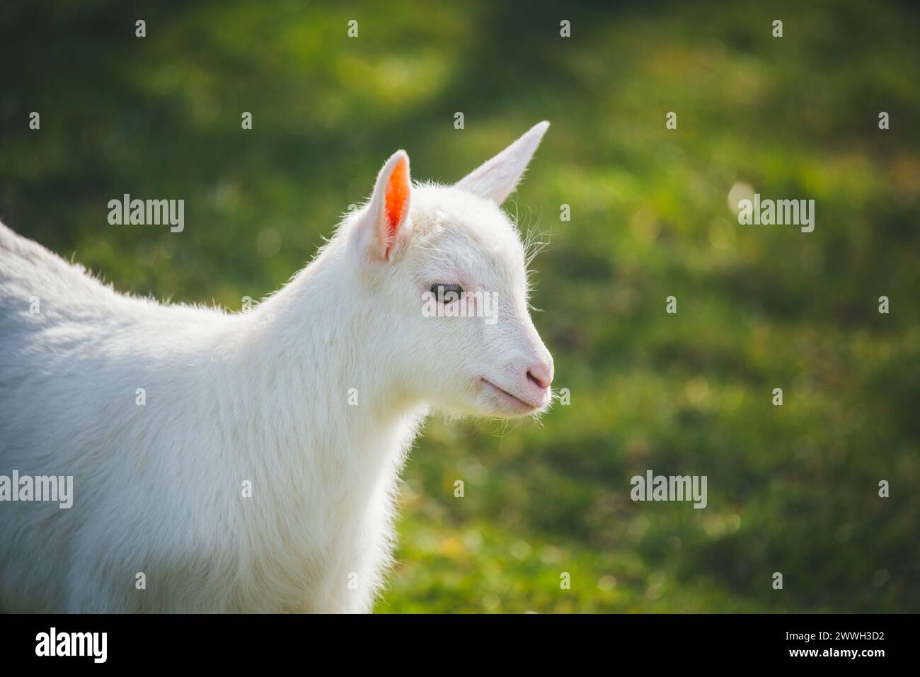 White goat kid Stock Photo - Alamy
