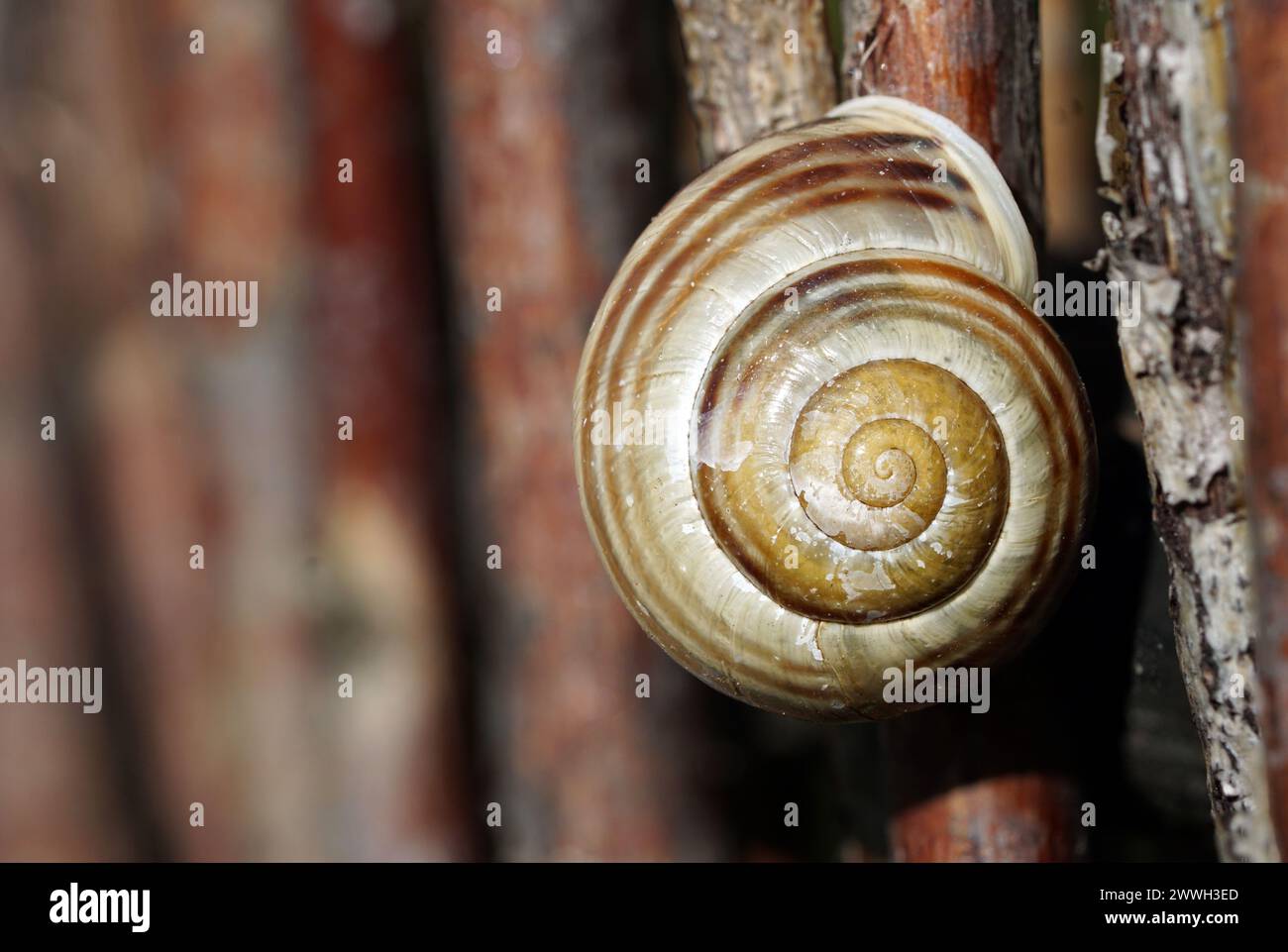 Close up of garden banded snail shell, Cepaea hortensis, sits on a ...