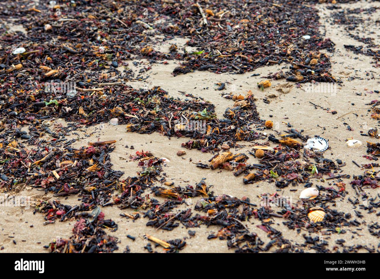 seaweed on the beach. ecological problems. Lots of seaweed and debris ...