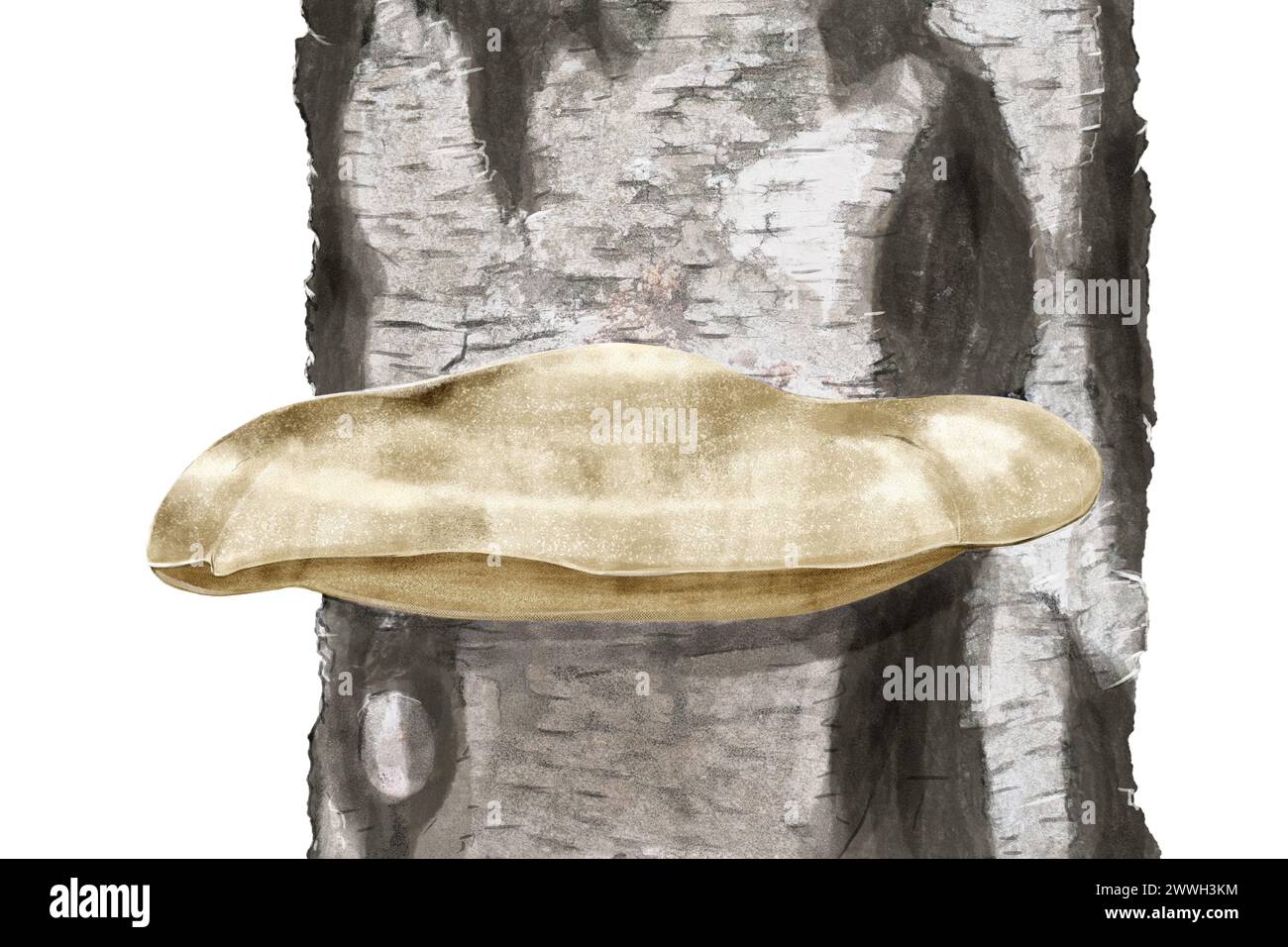 Watercolor drawing tree hi-res stock photography and images - Alamy