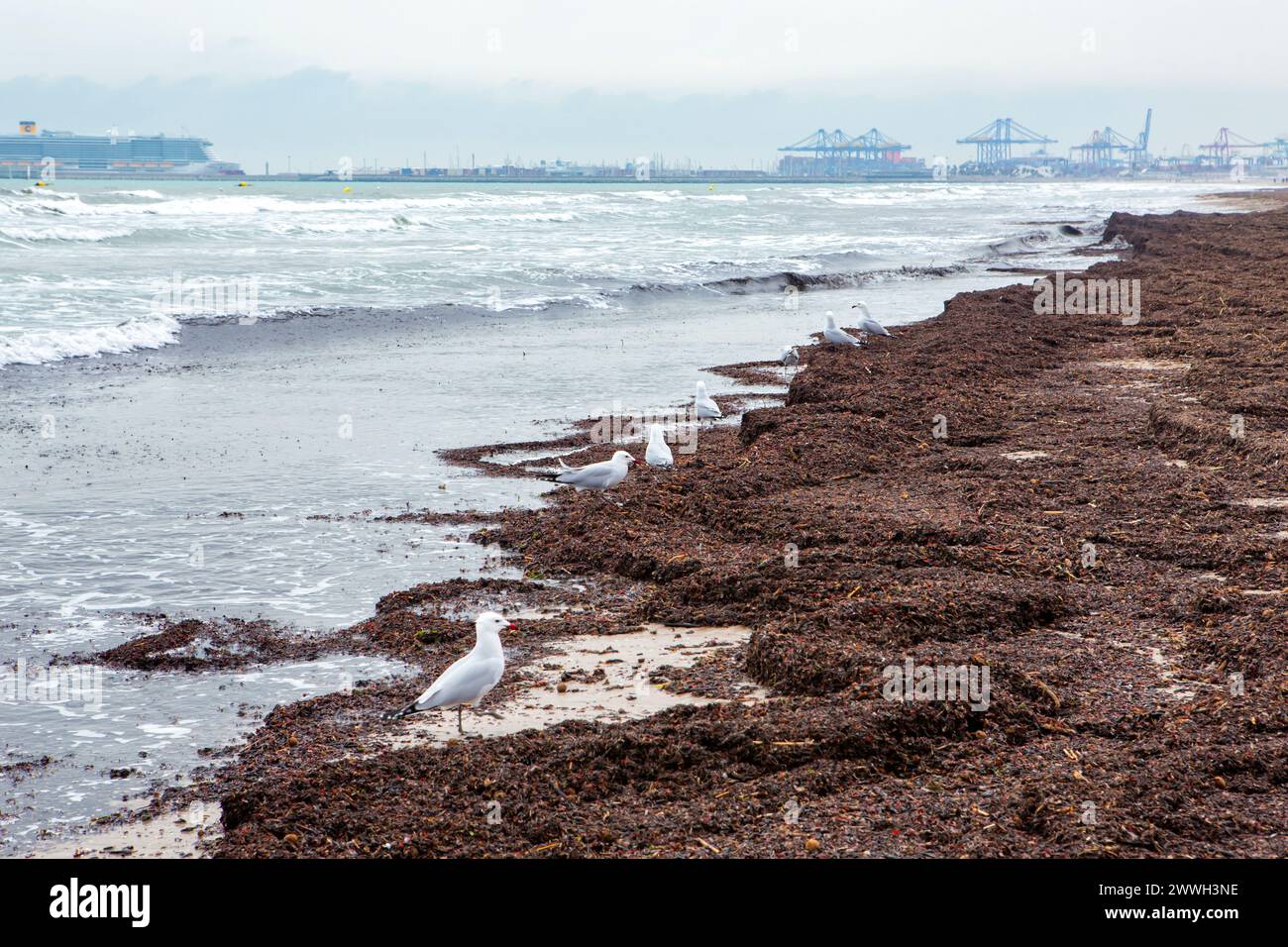 seaweed on the beach. ecological problems. Lots of seaweed after a ...