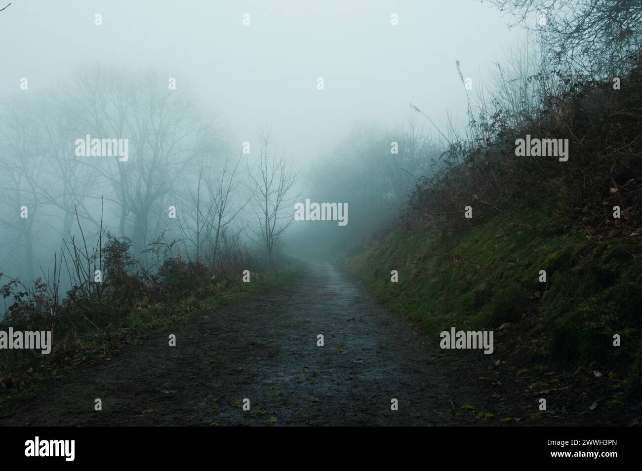 A mysterious path leading into the distance on a spooky, eerie foggy ...