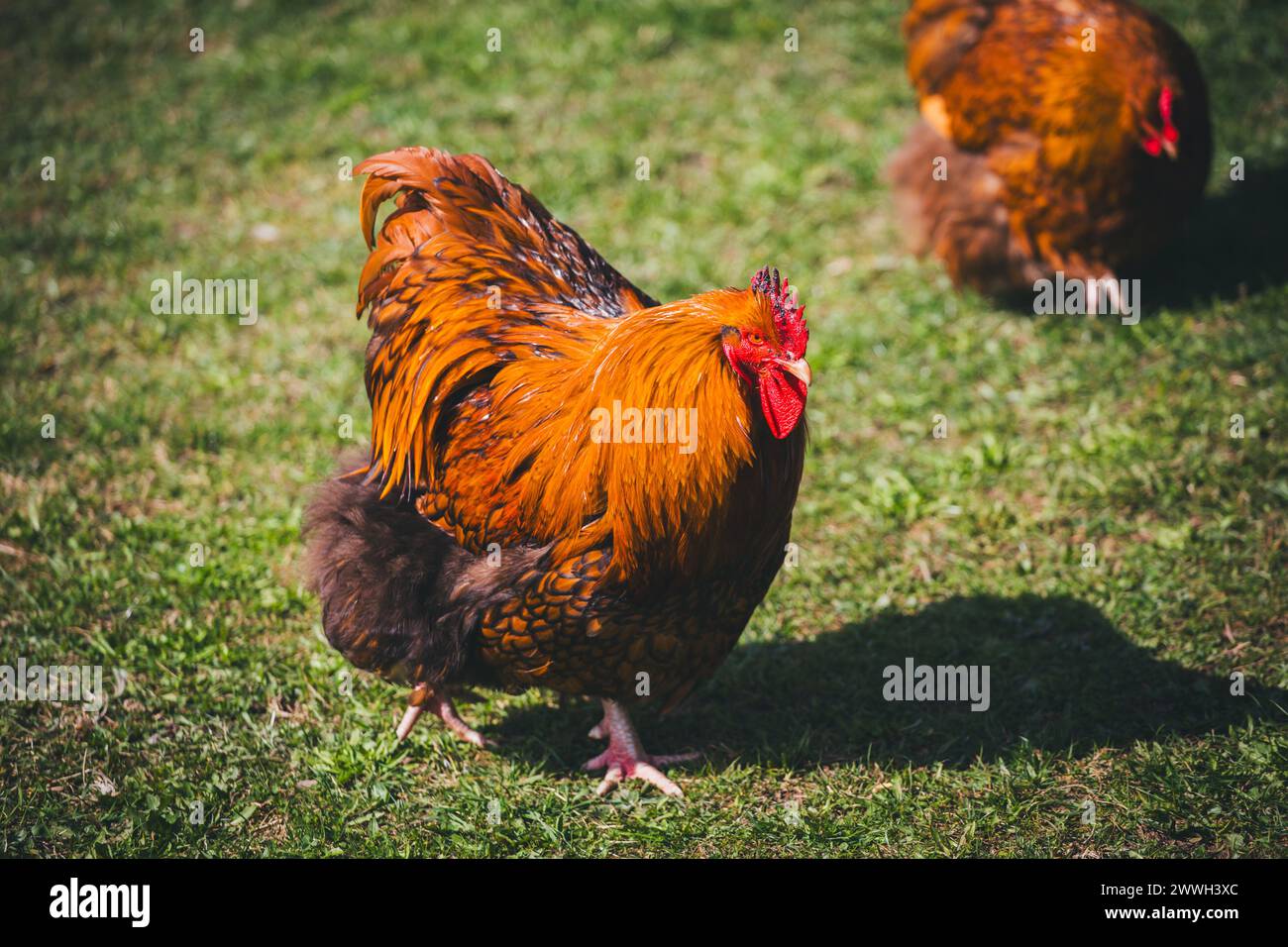 Aves orpington hi-res stock photography and images - Alamy