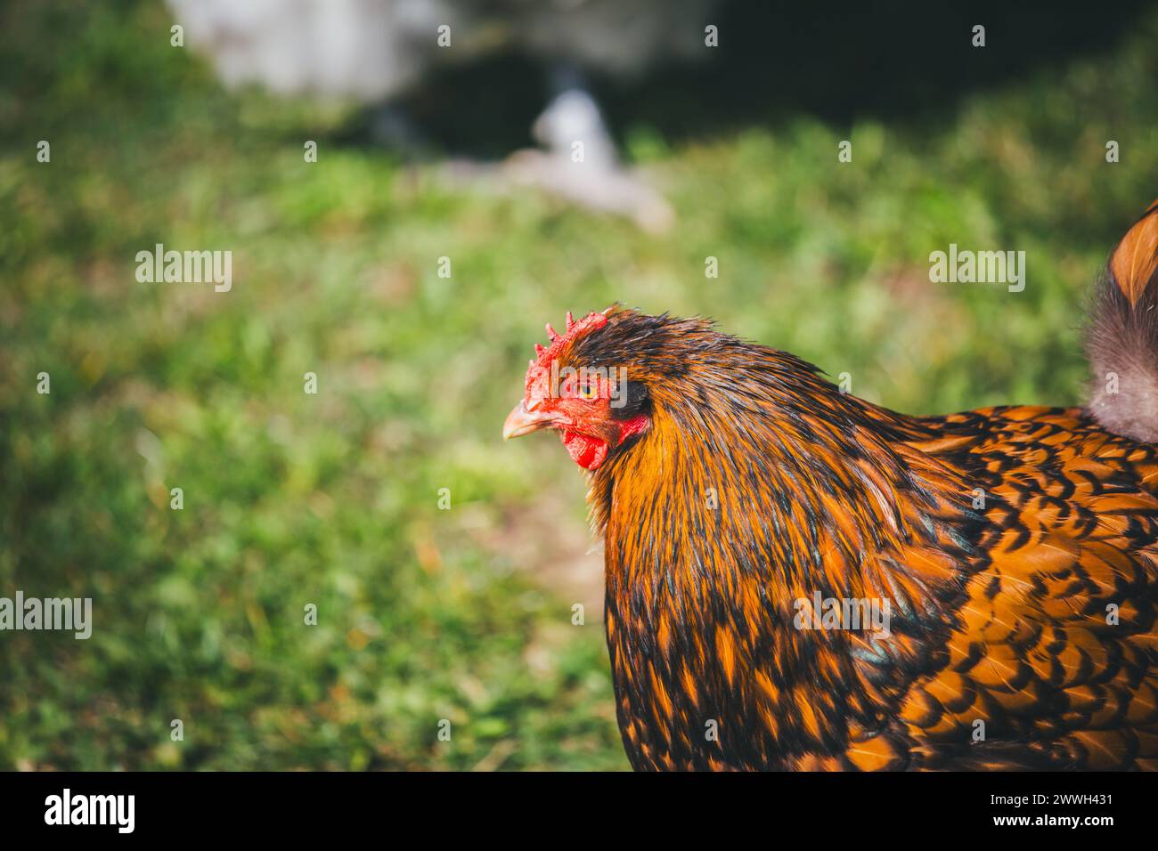 Aves orpington hi-res stock photography and images - Alamy