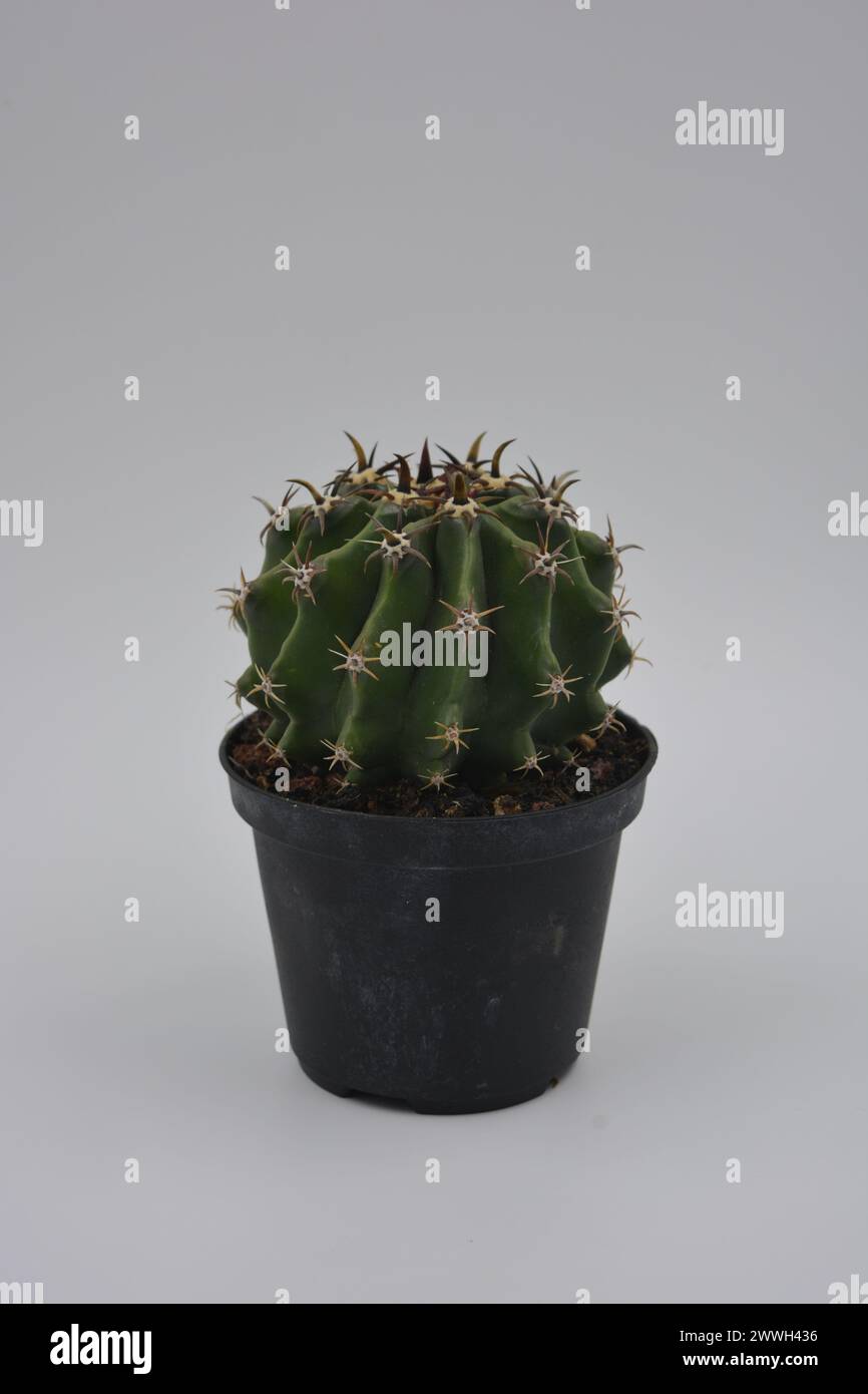 Houseplants, a large and wide green cactus with long spines. An ...