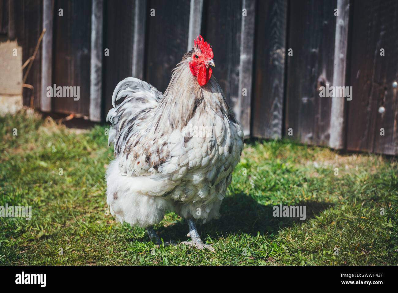 Aves orpington hi-res stock photography and images - Alamy