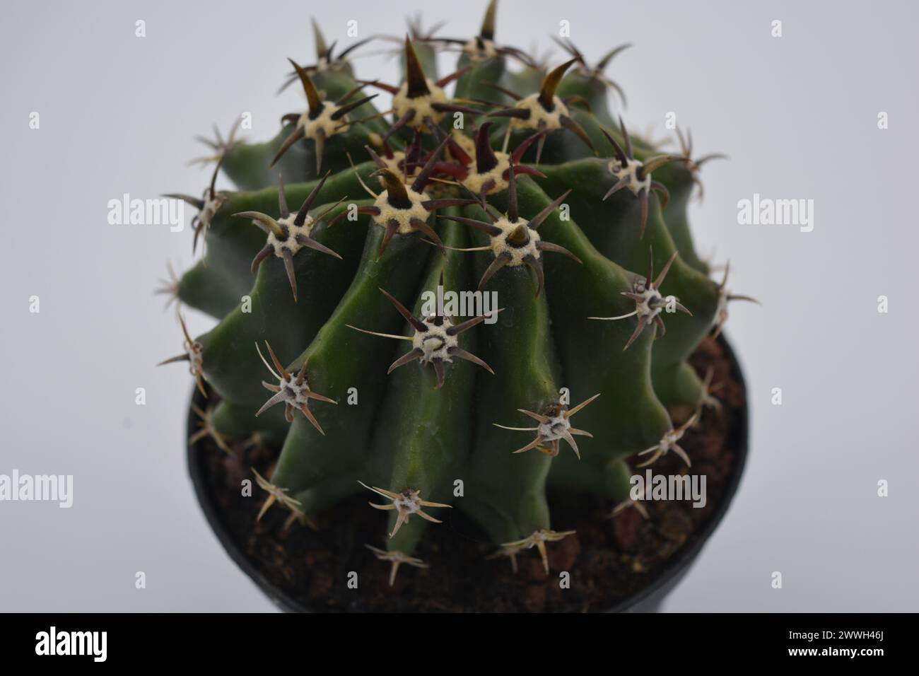 Houseplants, a large and wide green cactus with long spines. An ...
