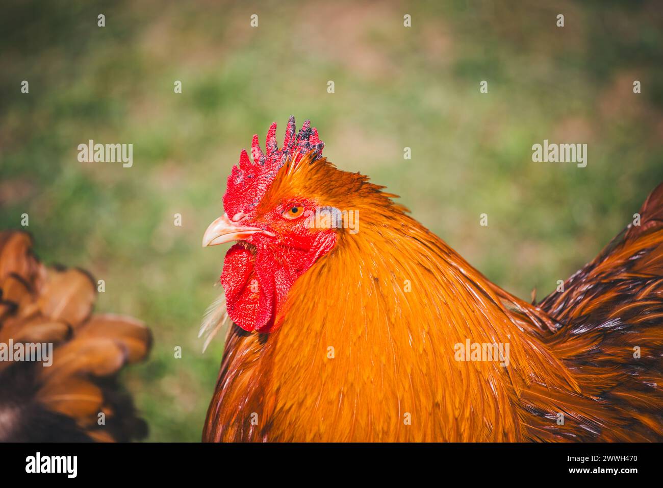 Aves orpington hi-res stock photography and images - Alamy