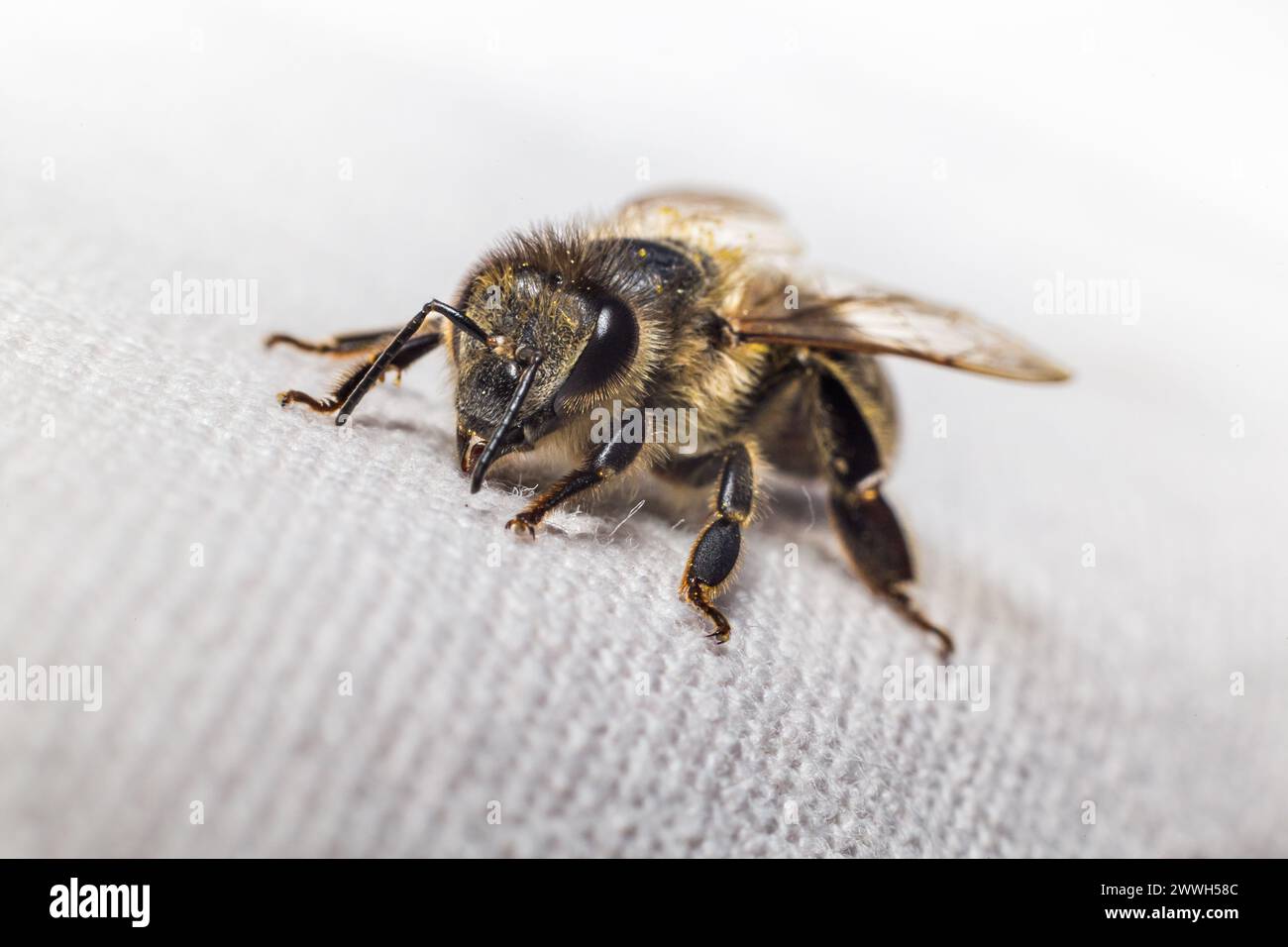 Honey bee nature hi-res stock photography and images - Alamy