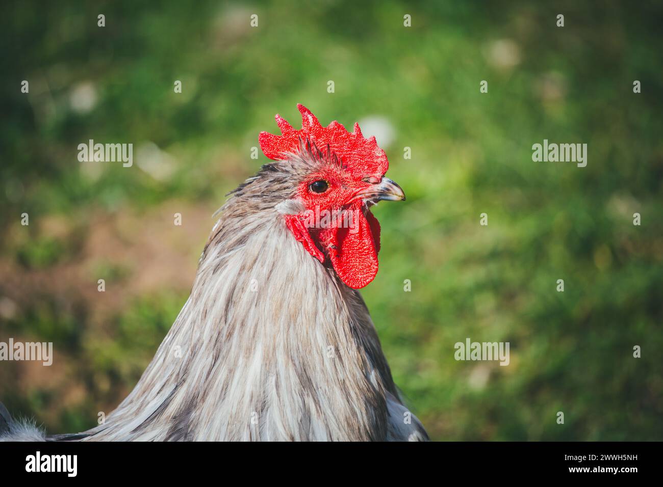 Aves orpington hi-res stock photography and images - Alamy