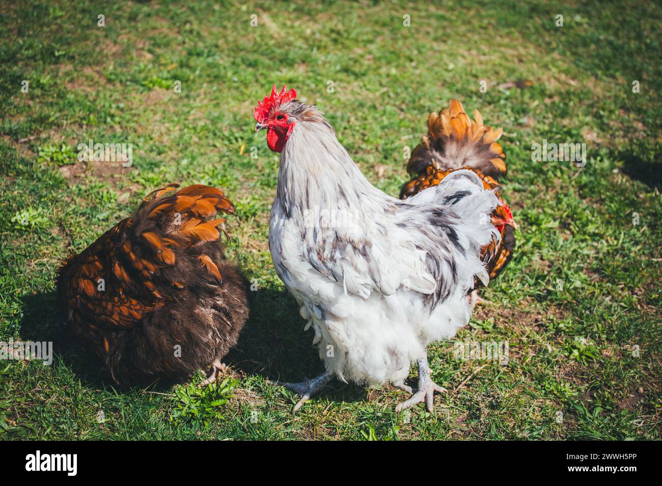 Aves orpington hi-res stock photography and images - Alamy