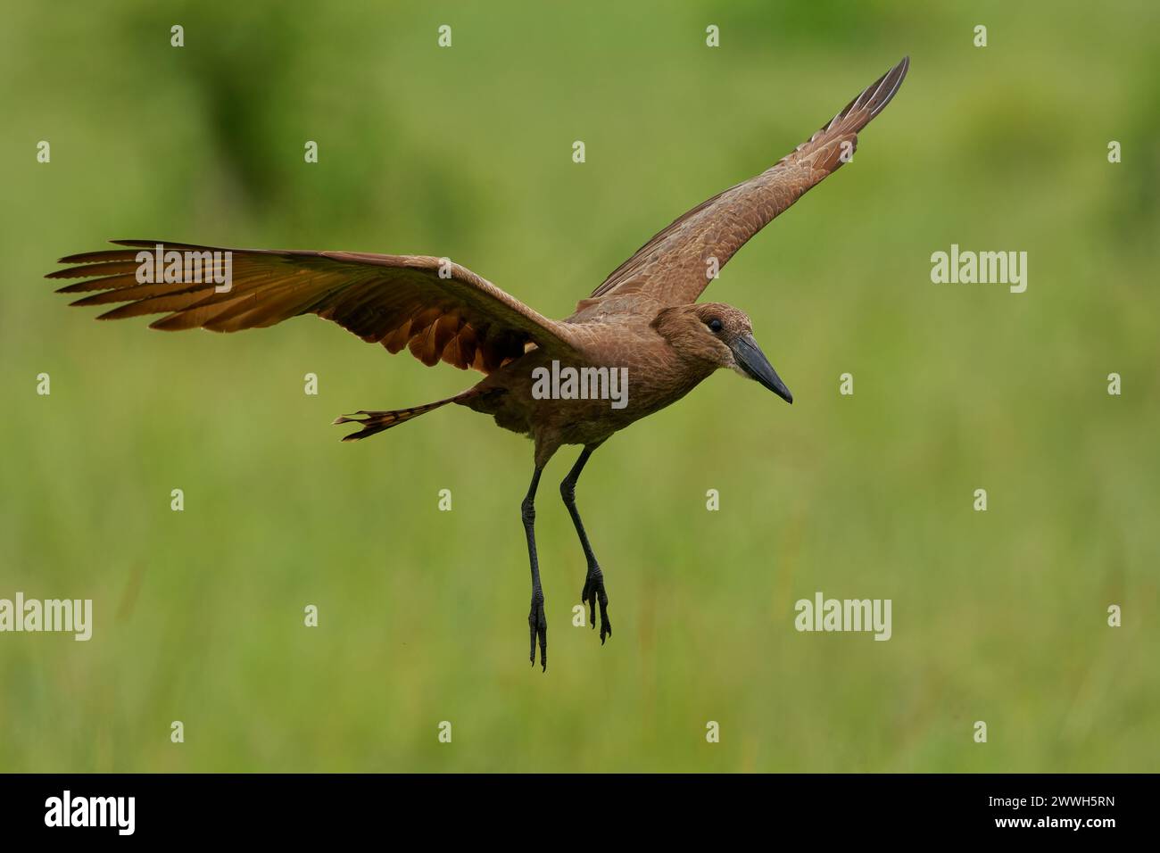 Hamerkop in flight hi-res stock photography and images - Alamy