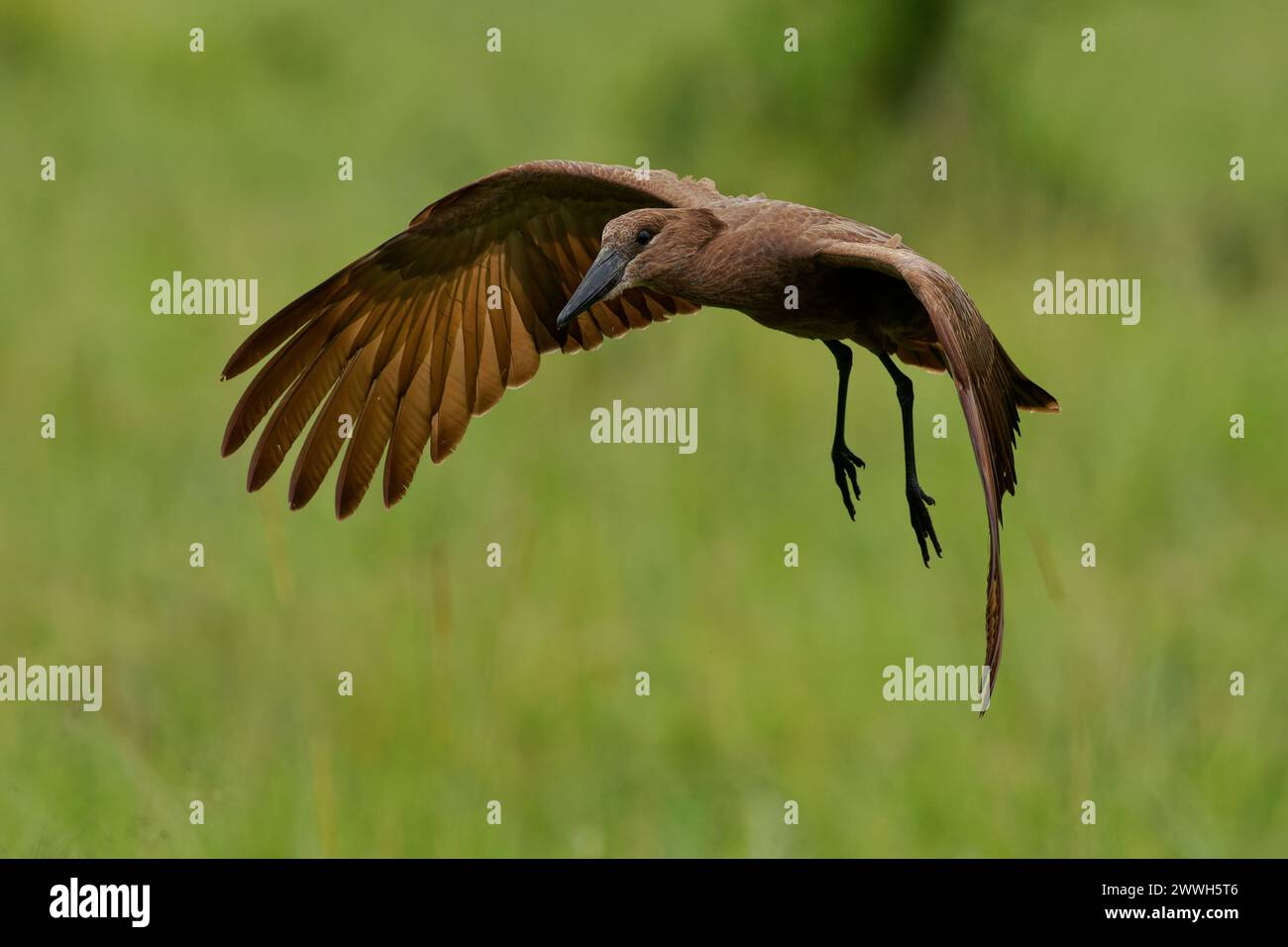 Hamerkop in flight hi-res stock photography and images - Alamy