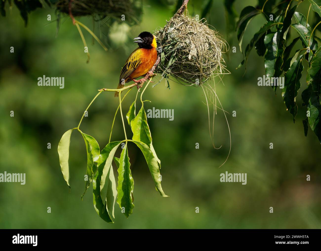 Black-headed weaver or Yellow-backed weaver - Ploceus melanocephalus ...