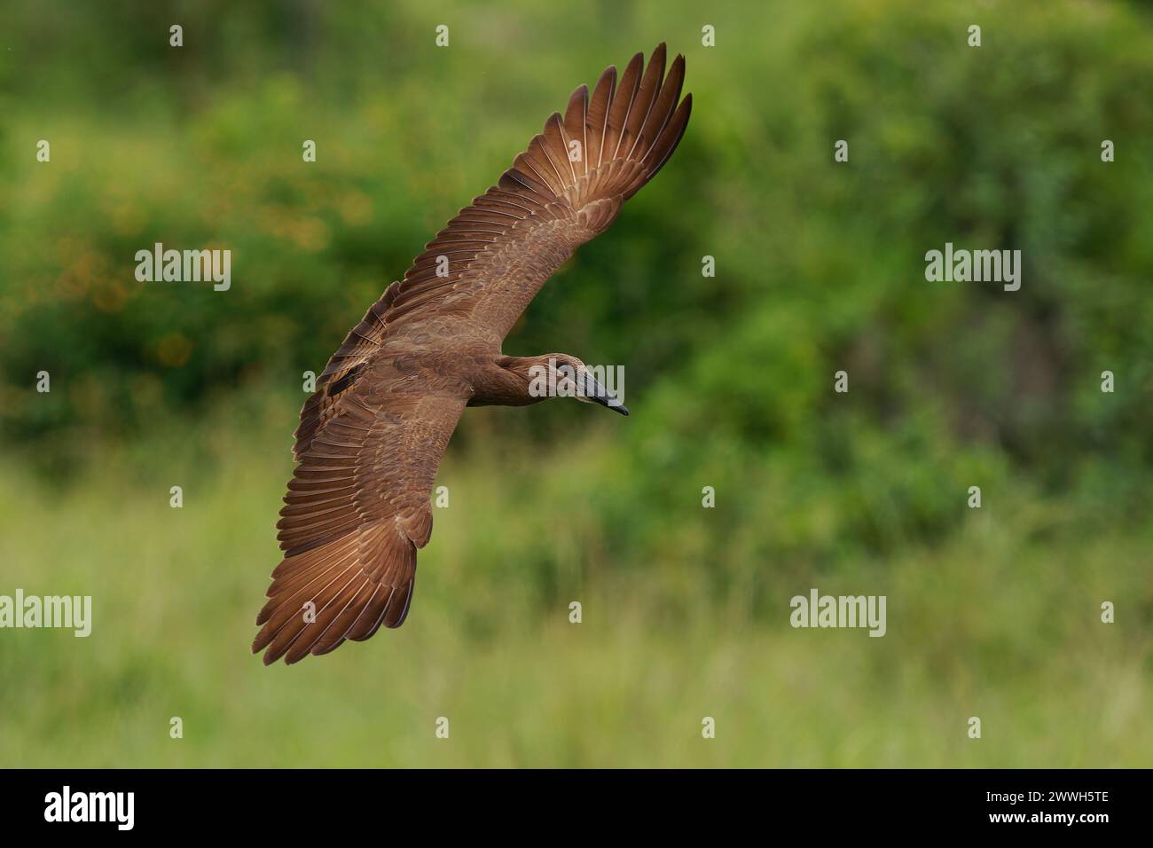 Hamerkop - Scopus umbretta medium-sized brown wading bird. It is the ...