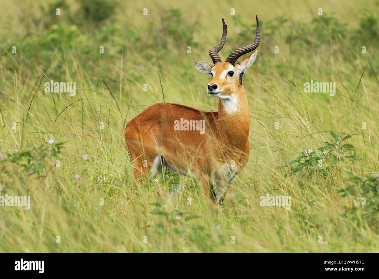 Ugandan kob - Kobus kob thomasi type of antelope, found in sub-Saharan ...