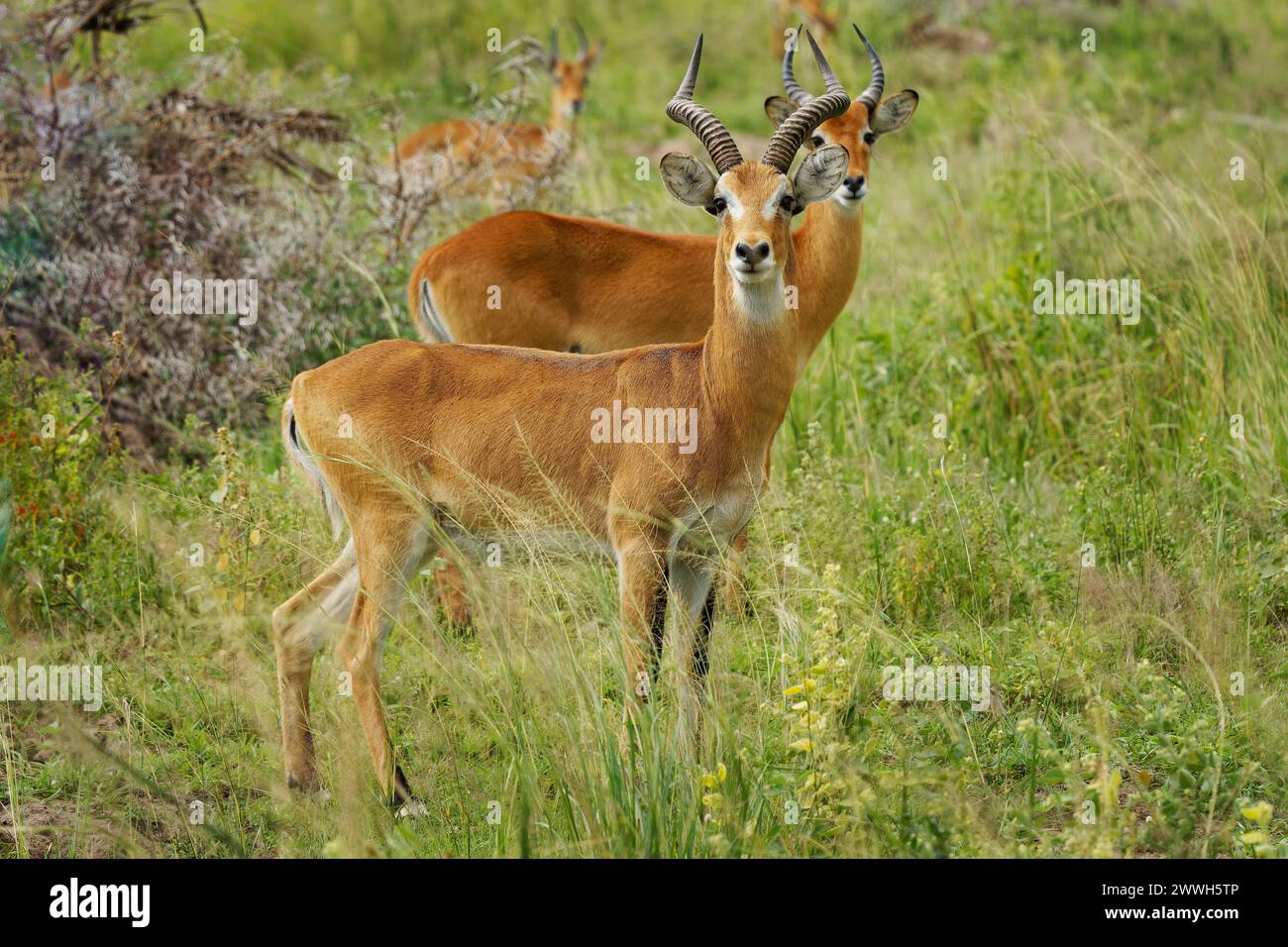 Ugandan kob - Kobus kob thomasi type of antelope, found in sub-Saharan ...