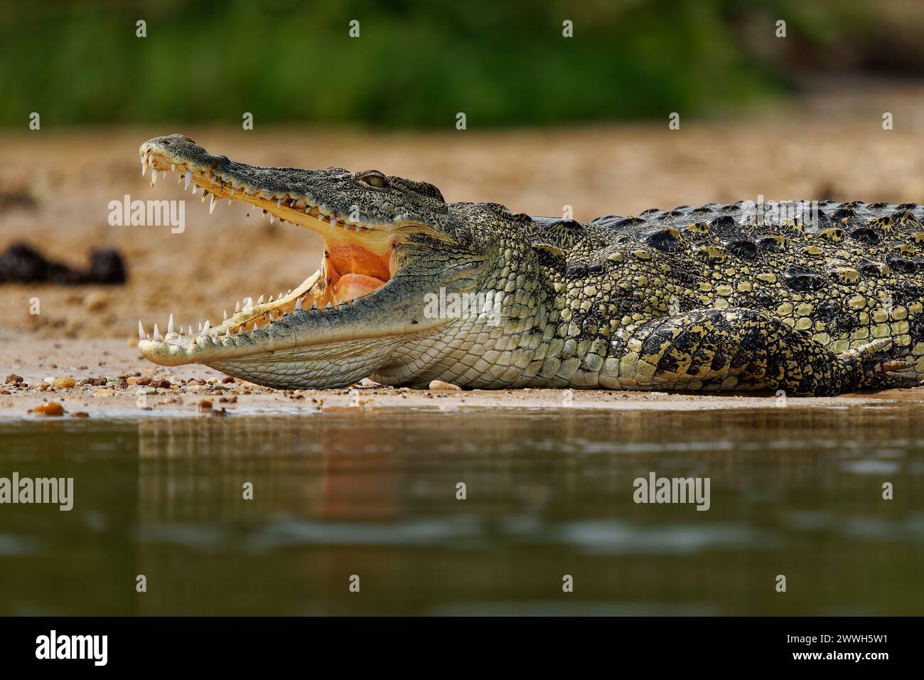 Nile Crocodile - Crocodylus niloticus large crocodilian native to ...
