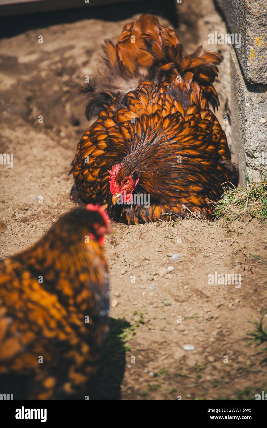 Aves orpington hi-res stock photography and images - Alamy