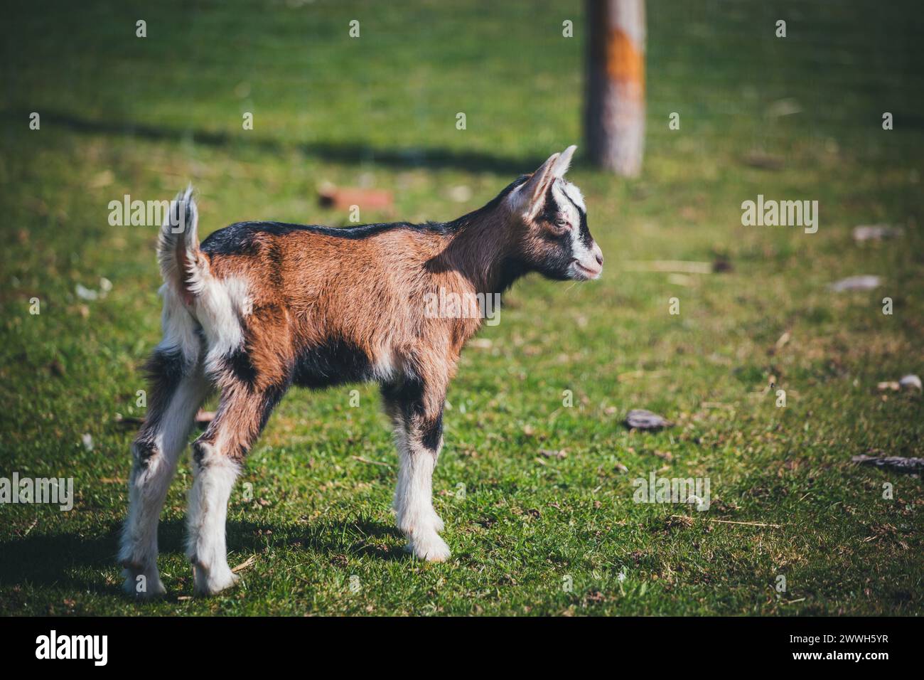 Goat and his baby hi-res stock photography and images - Alamy