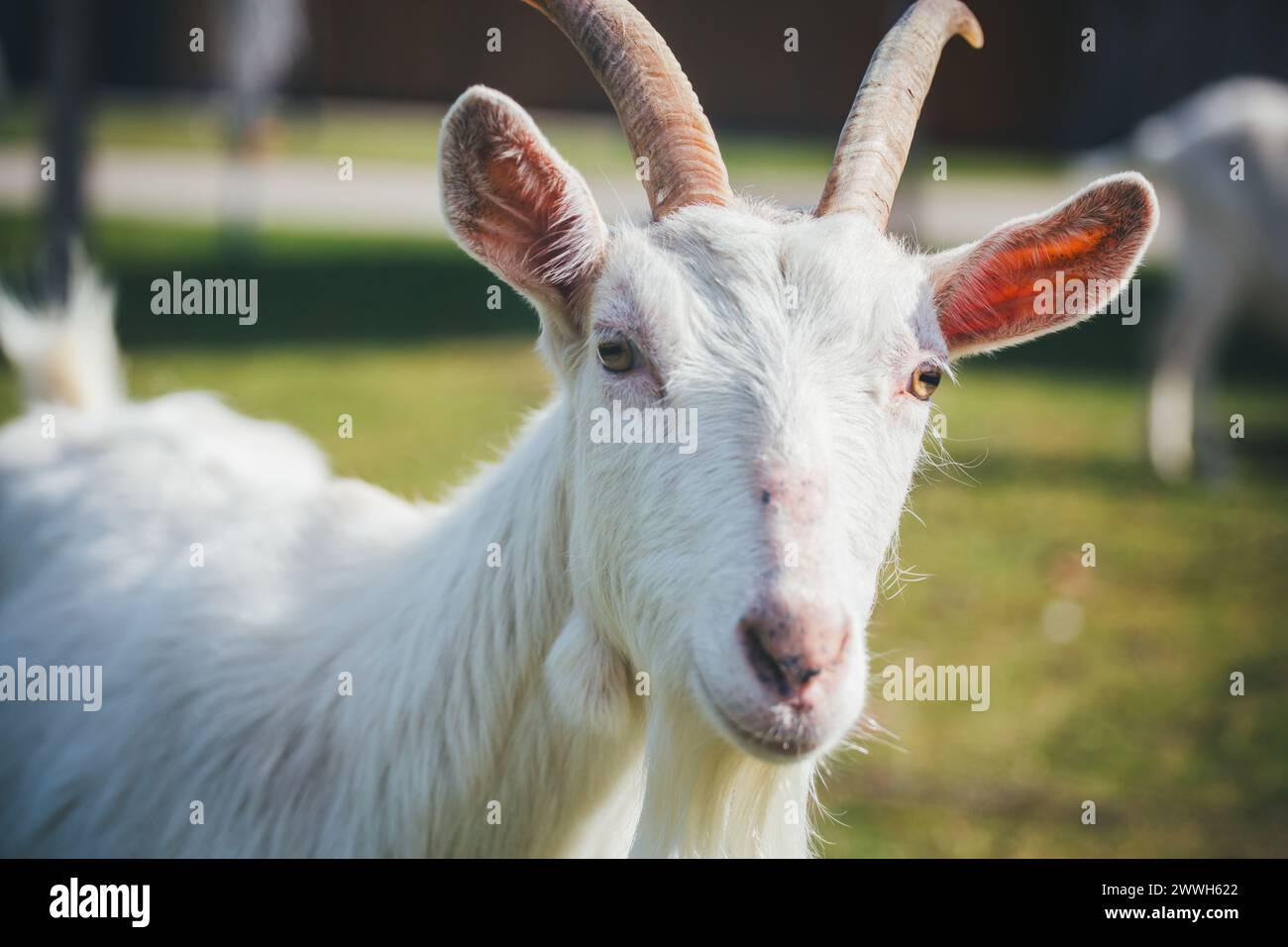 Saanen goat farm hi-res stock photography and images - Alamy