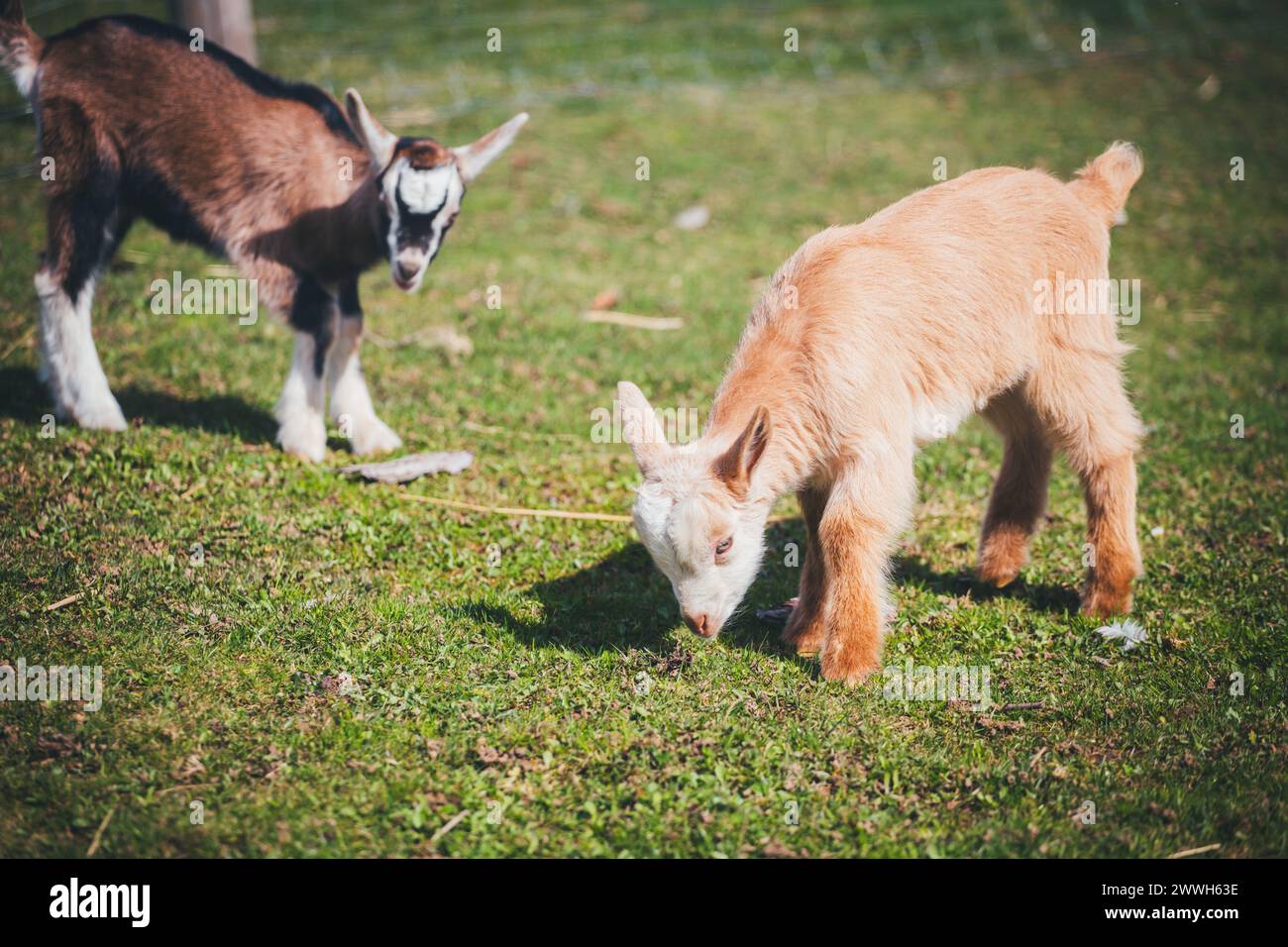 Two goat kids Stock Photo - Alamy