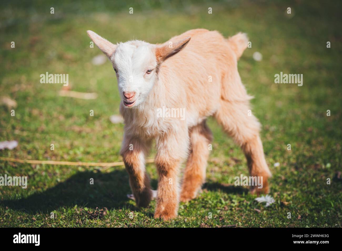 Light brown goat kid Stock Photo - Alamy