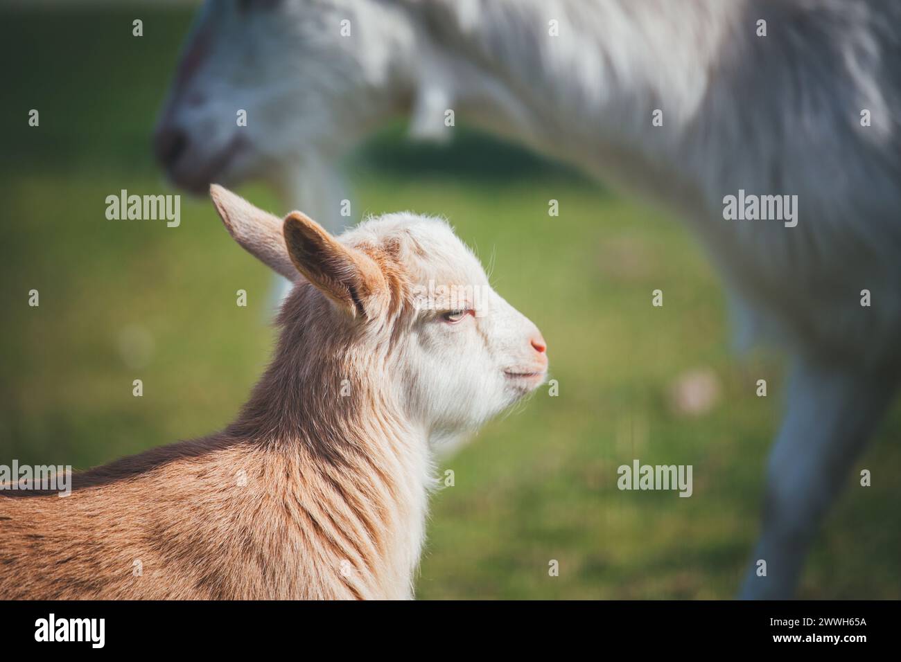 Light brown goat kid Stock Photo - Alamy