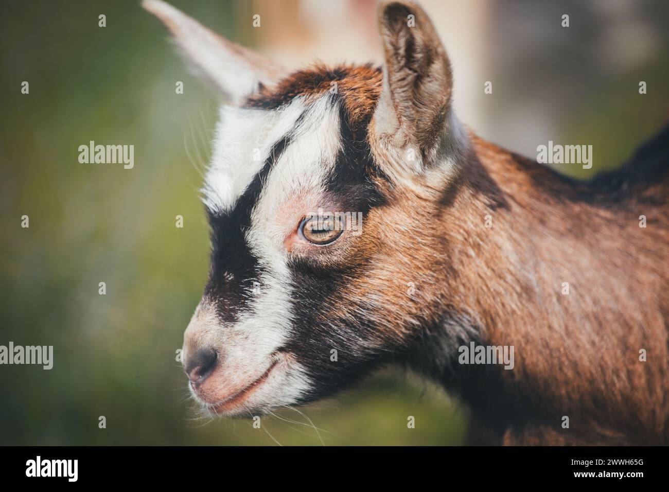Brown white goat kid Stock Photo - Alamy
